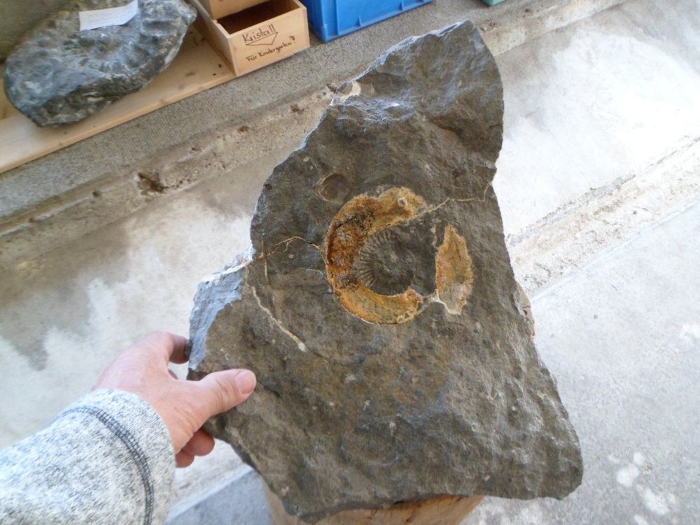 Matterhorn Fossil (Neu (gemäss Beschreibung)) in Affoltern am Albis für ...