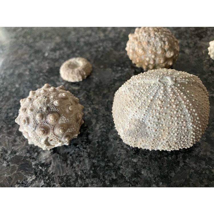 Versteinerte Seeigel Set B- Ware Fossilien Versteinerung | Kaufen auf ...