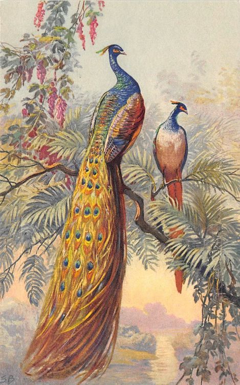 Pfau, Vogel | Kaufen auf Ricardo