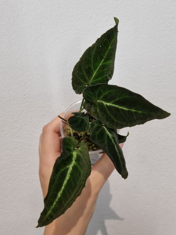 Syngonium Rayii (Gebraucht) in Bern für CHF 35 – mit Lieferung auf ...