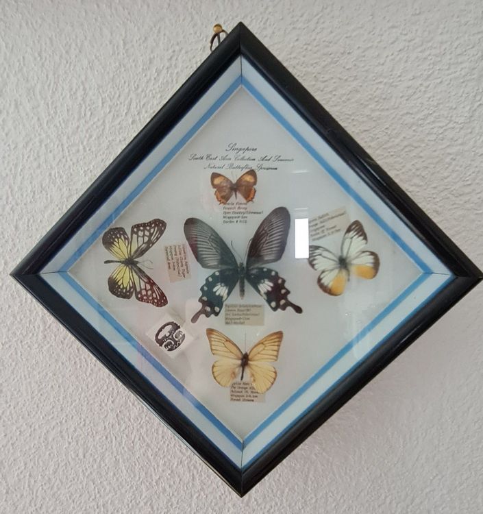 Versch. Schmetterlinge | Kaufen auf Ricardo