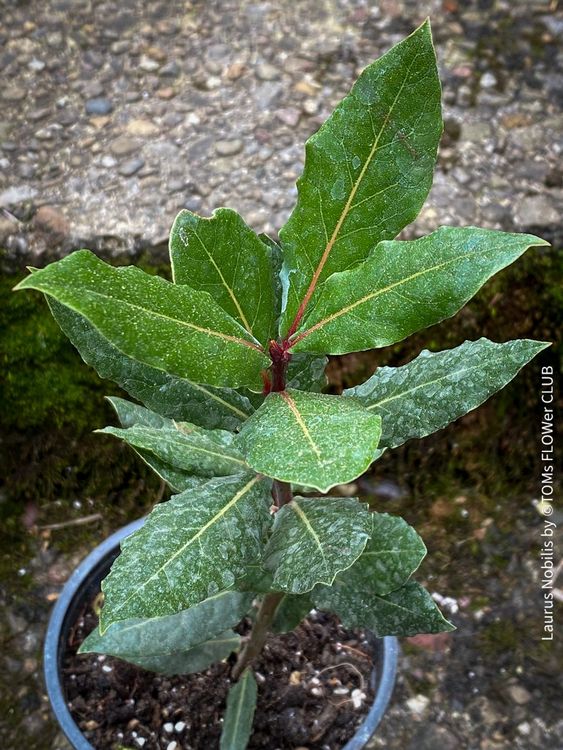 Echter Lorbeer - Lorbeerbaum - Laurus Nobilis (Neu (gemäss Beschreibung ...