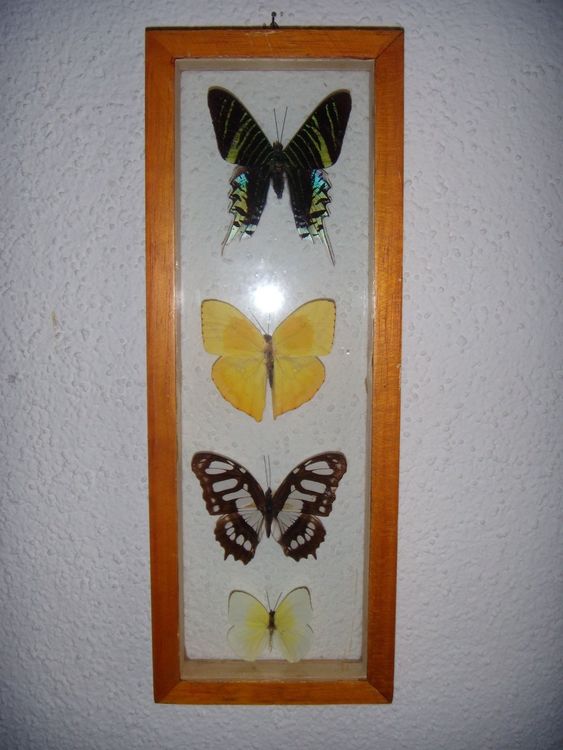 4 echte Schmetterlinge hinter Glas (2) (Gebraucht) in Schwarzenbach SG für CHF 16 – mit ...
