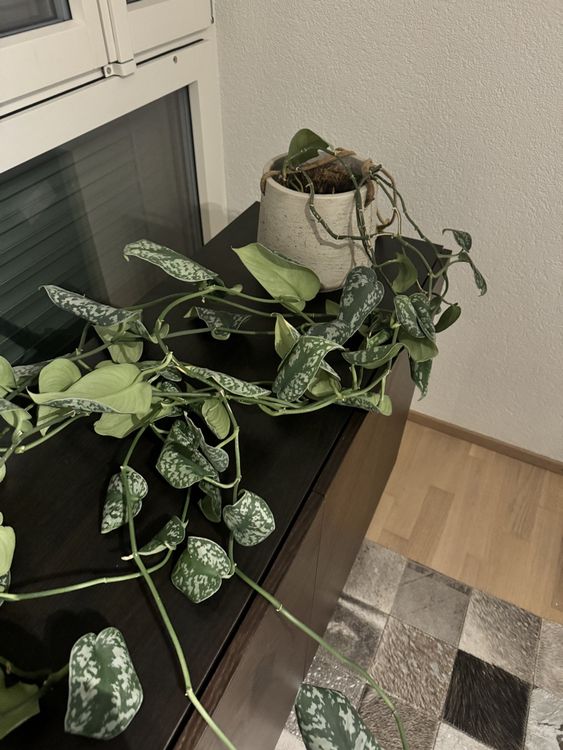 Über 3m lange silbrige Efeutute (Gebraucht) in Winterthur für CHF 29 ...