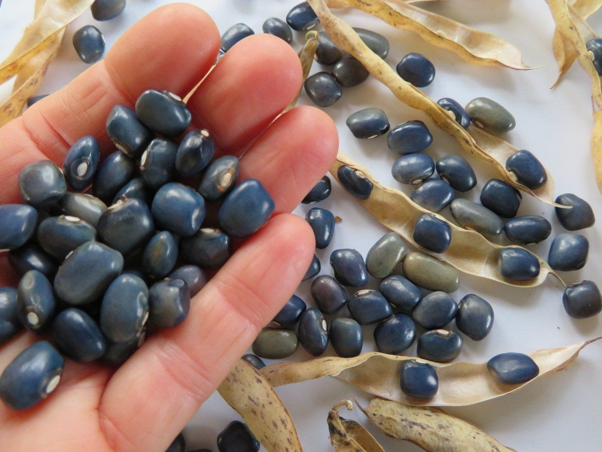 Haricot grimpant 'Nonna Agnes blue' 5g (très rare) (Neuf (Voir ...