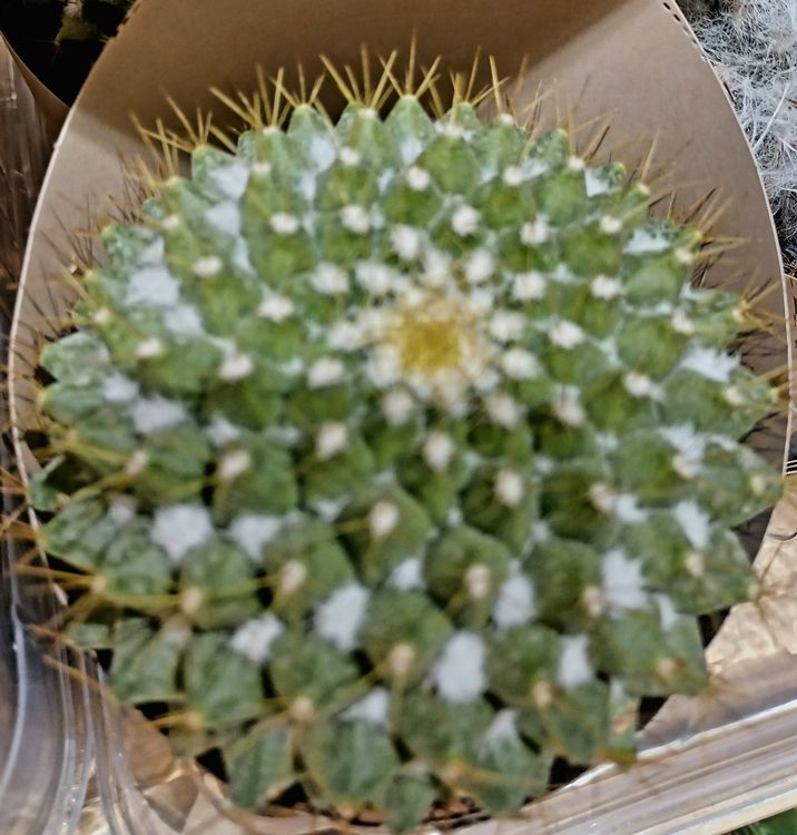 Sukkulente KAKTUS 15 cm + Infos wie keimen & pflegen (Neu und originalverpackt) in Rovio für CHF ...