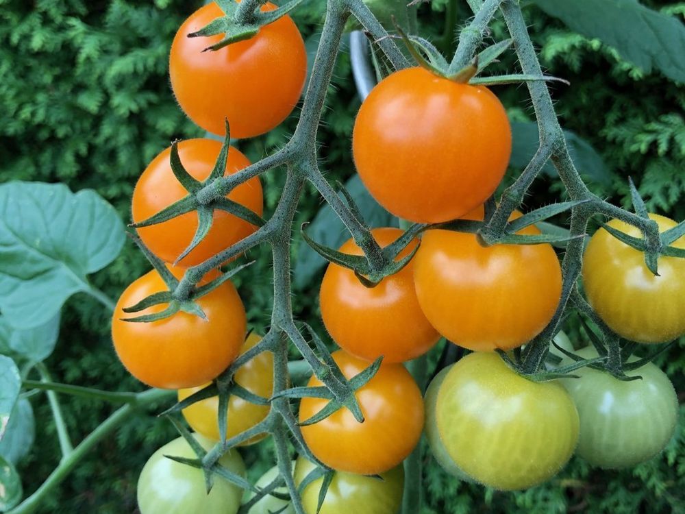 Tomate Goldita, sehr robust, ️🧡 7 Bio Sam. (Neu und originalverpackt ...