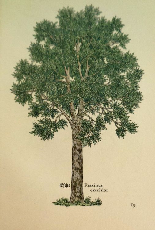 Das kleine Baum - Buch zirka 30er Jahre ab Fr. 8.- | Kaufen auf Ricardo