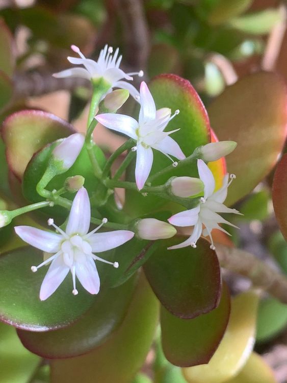 Geldbaum Crassula ovata Pfennigbaum 21 cm | Kaufen auf Ricardo