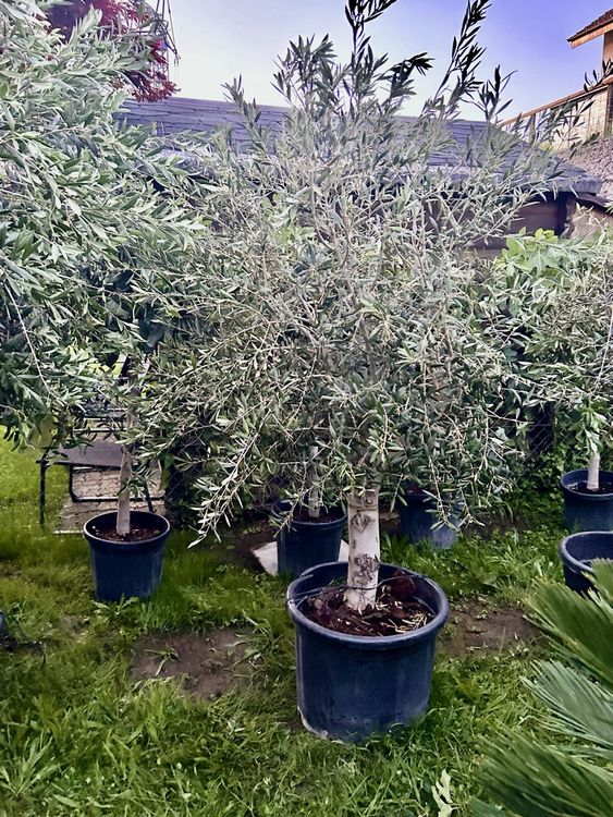 Olivenbaum winterhart (Neu und originalverpackt) in Riedt b. Erlen für CHF 139 – nur Abholung ...