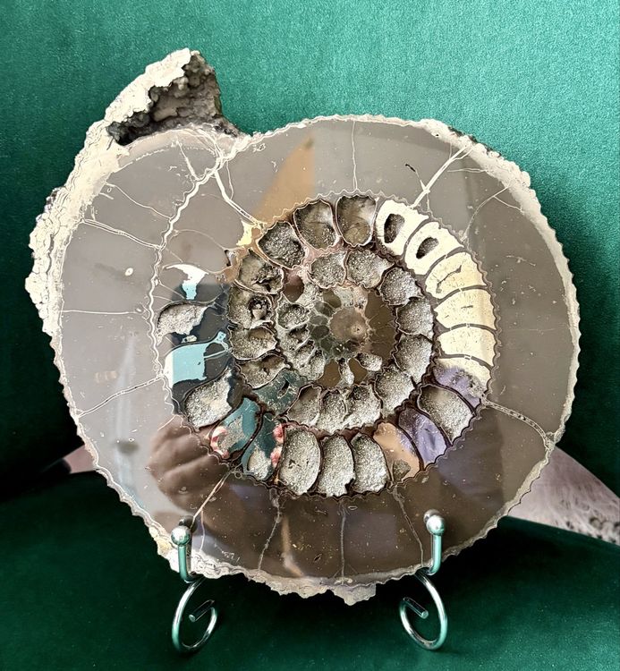 Faszinierender Ammonit Speetoniceras 120-140 Mio J alt (Neu und originalverpackt) in Adliswil ...