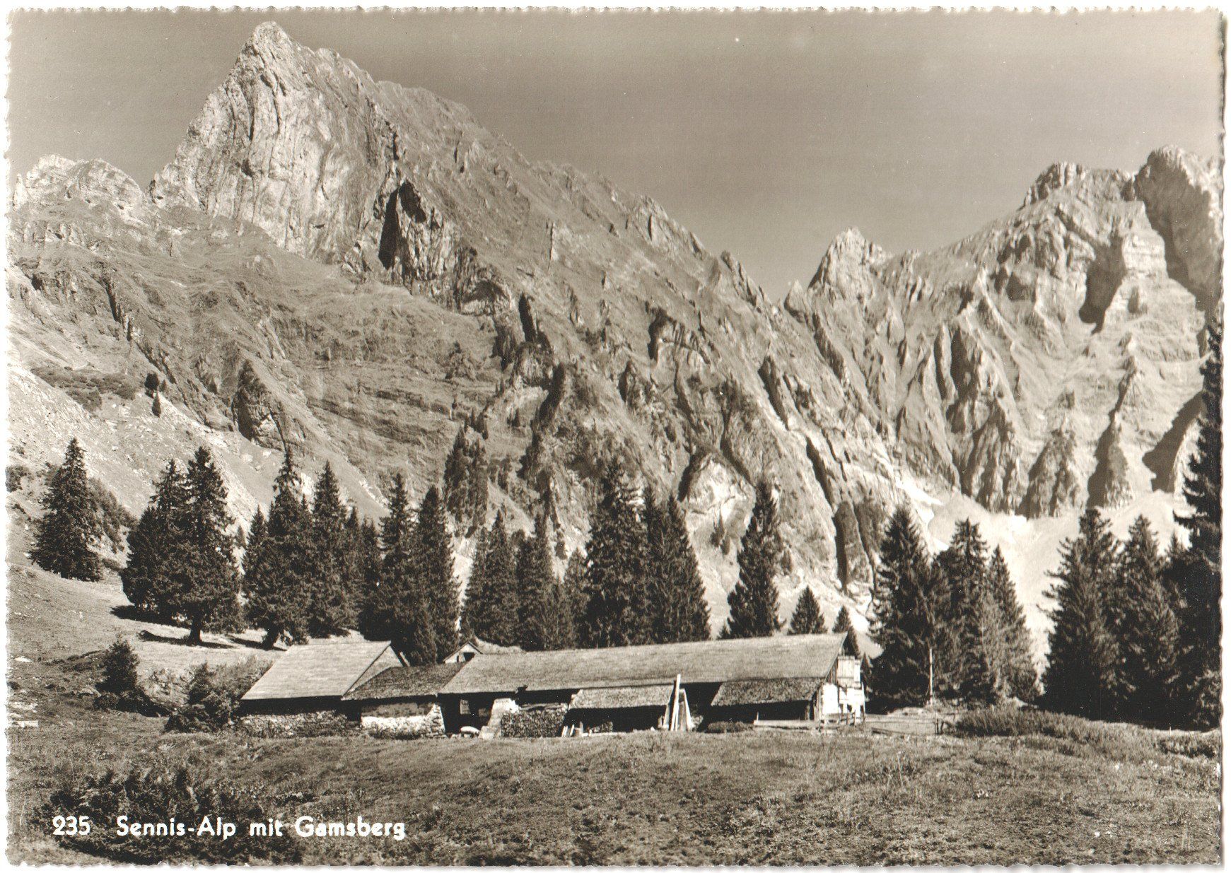 SENNIS-ALP mit Gamsberg: Foto-AK Steinemann Flums ~1955 (Gebraucht) in ...