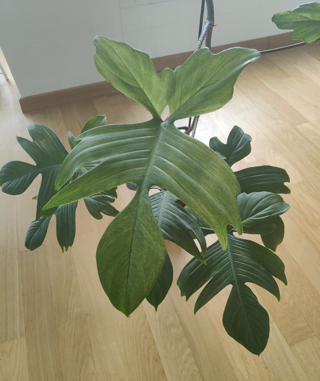 Philodendron Florida Ghost (Gebraucht) in Neuchâtel für CHF 25 – mit ...