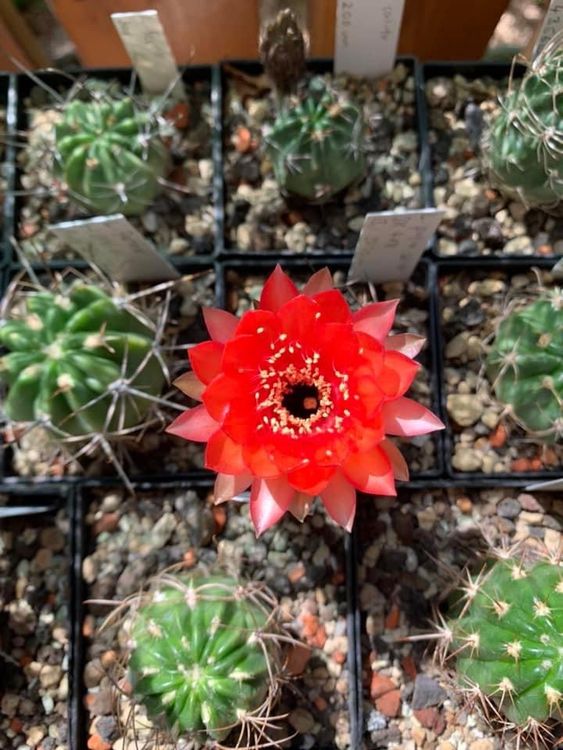 Lobivia pugionacantha v. salitrensis jk 418. (Gebraucht) in Rorbas für ...