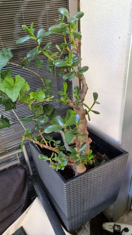 Crassula Geldbaum Pfenningbaum Dickblatt (Gebraucht) in Riedikon für ...