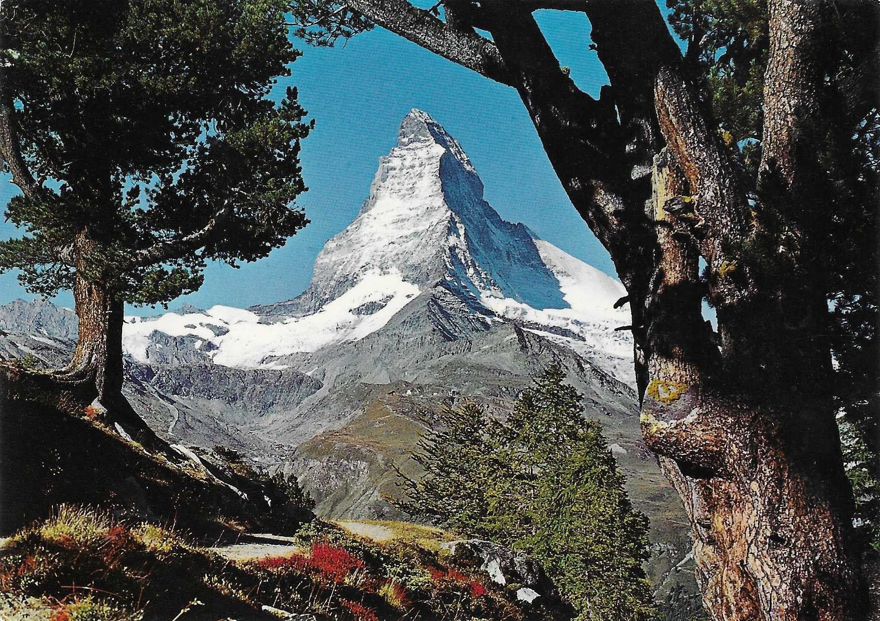 Bei Zermatt alte,knorrige Bergarven Matterhorn VS (Neu (gemäss ...