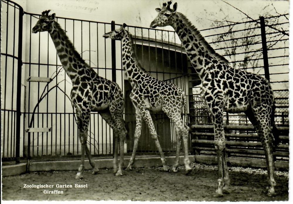 Zoo Basel (Gebraucht) in Hochdorf für CHF 3 – mit Lieferung auf Ricardo ...