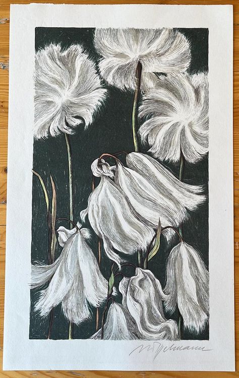 Scheuchzer Wollgras von Walter Diggelmann (ID b3852) (Gebraucht) in ...