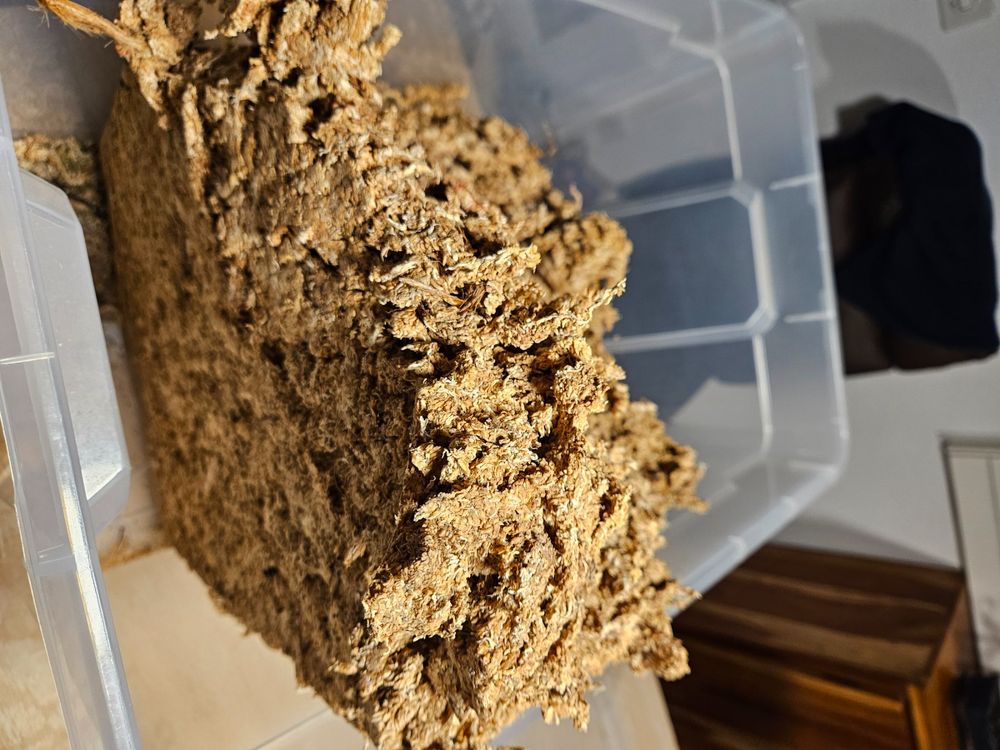 Torfmoos 0.5 KG Sphagnum Moos 500 gramm (Neu (gemäss Beschreibung)) in ...