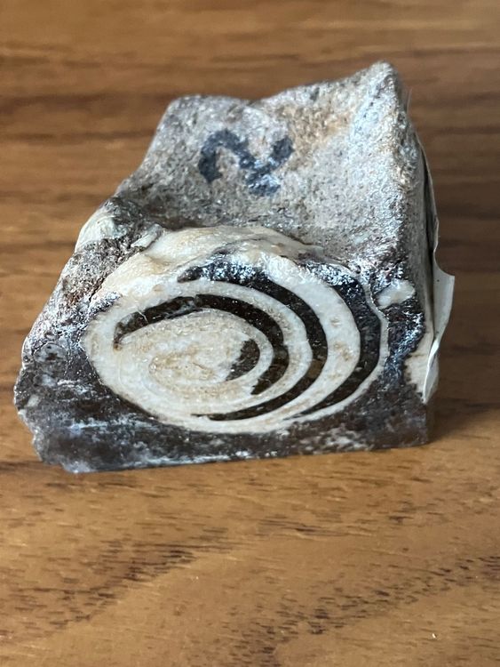 Fossil Actaeonella Schnecke, ca. 150 Mio. Jahre (Gebraucht) in Frick ...