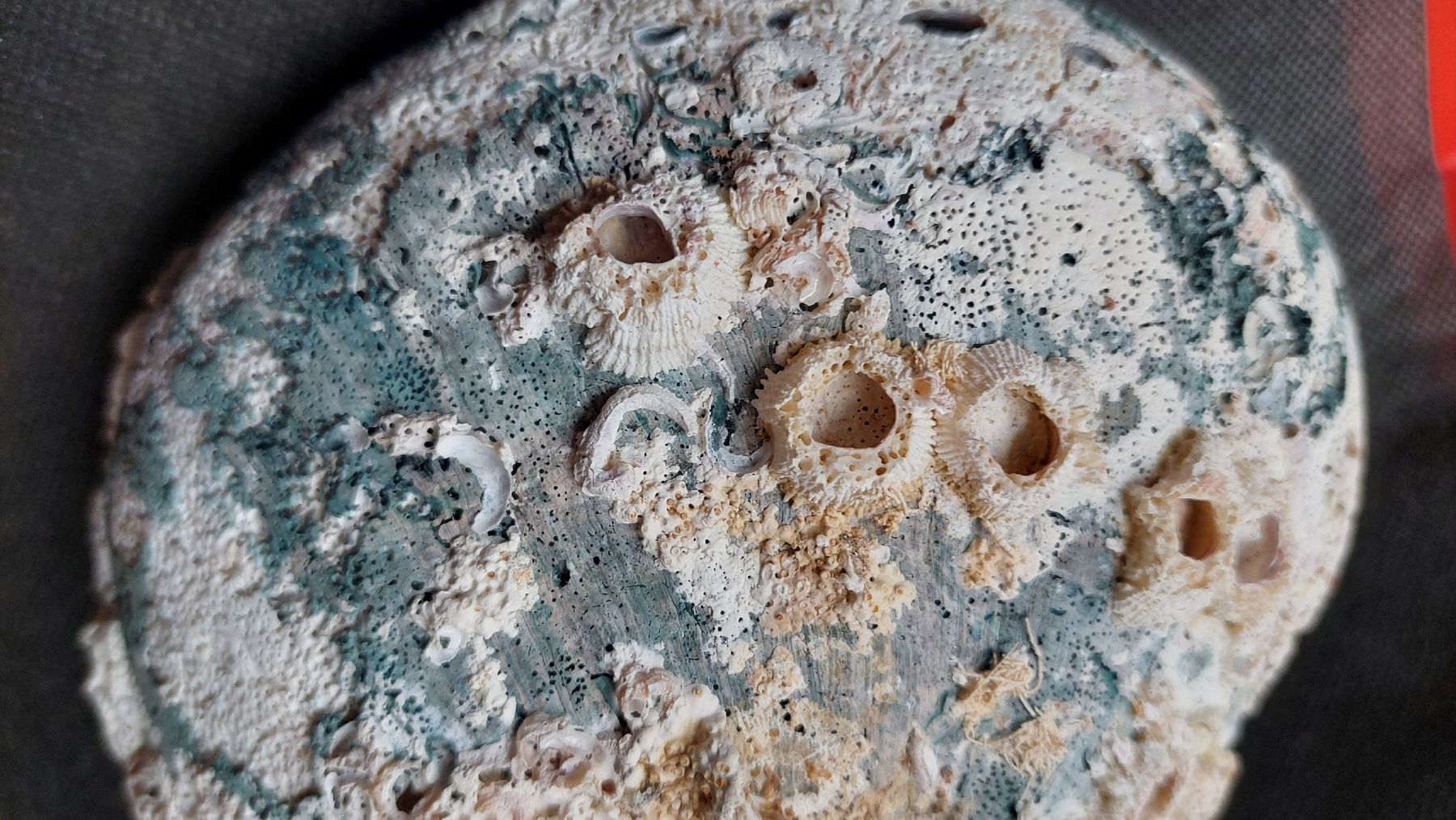 Robuste Riesen-Muschel ca. 16x12.5x5 cm / Gewicht : 300 gr. (Gebraucht ...