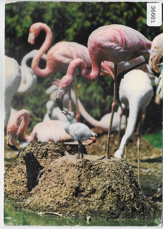 Zoologischer Garten Basel - Brütende Flamingos (Gebraucht) in Ettingen für CHF 2 – mit Lieferung ...