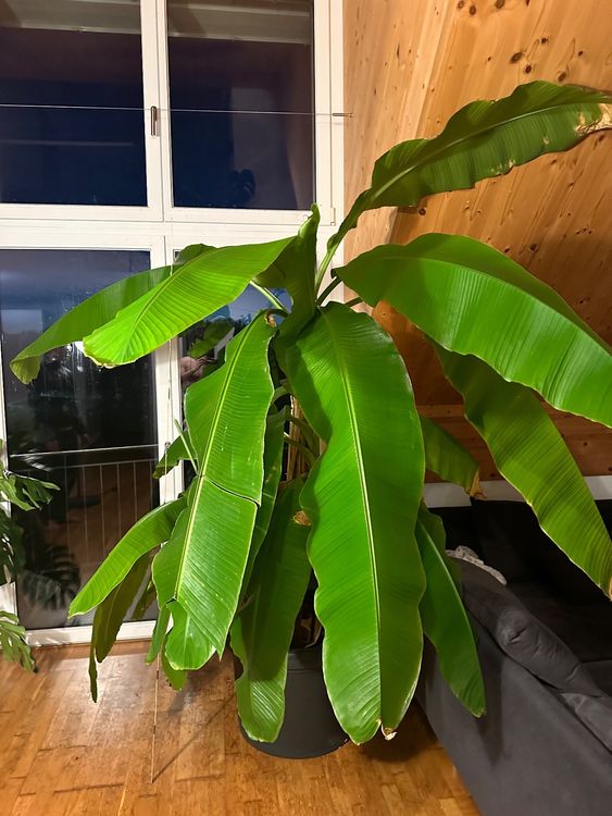 Bananenbaum | Kaufen auf Ricardo