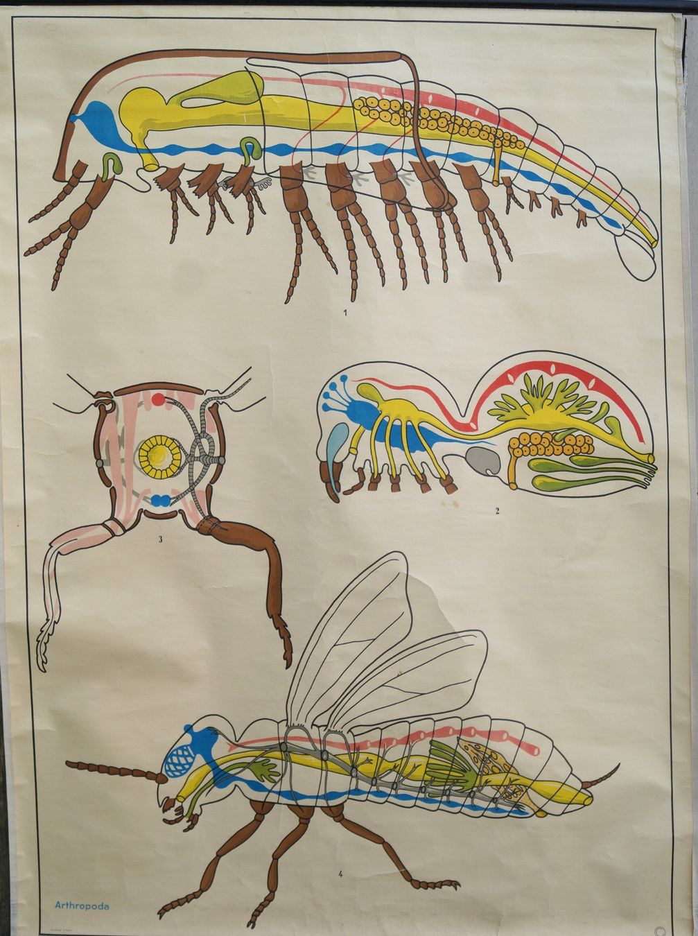 Lehrtafel Nr. 3 Arthropoda- Gliederfüssler Lips #F2 noch 1x (Gebraucht ...