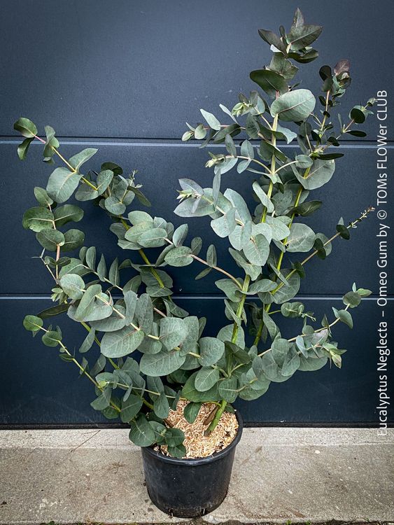 Eucalyptus Neglecta - der winterharte (bis -15C) „Omeo Gum“ (Neu und ...