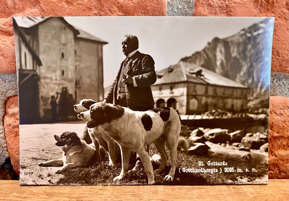 Alte Foto AK - GOTTHARD HOSPIZ mit Bernhardiner Hunden (Gebraucht) in ...