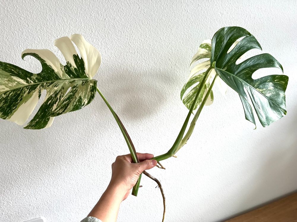 Monstera variegata Top cut B (Gebraucht) in Basel für CHF 70 – mit ...