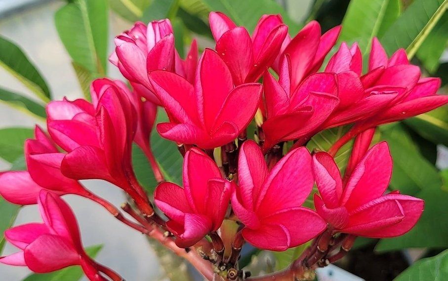 Frangipani / Plumeria Red Jack (Neu (gemäss Beschreibung)) in St.Erhard ...