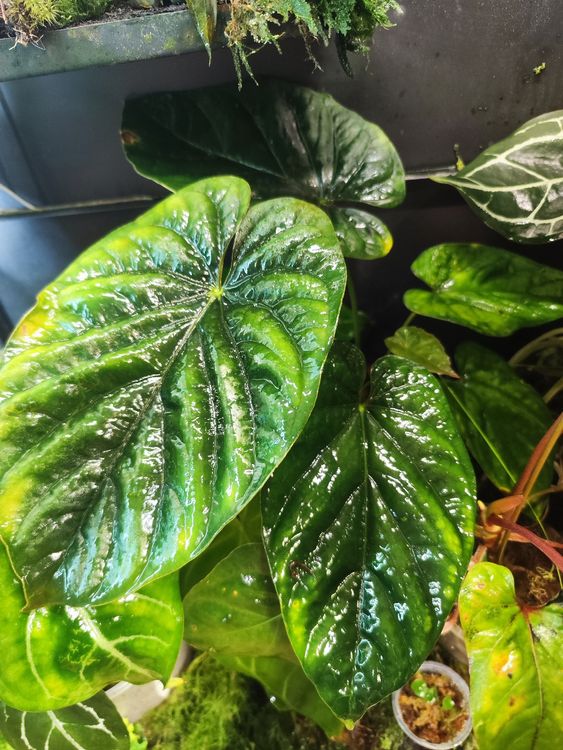 Anthurium Debile | Kaufen auf Ricardo