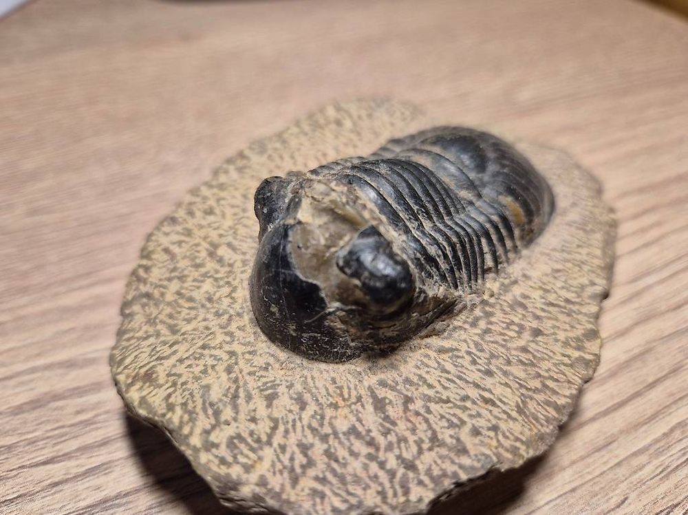 Trilobite fossile authentique sur matrice (Gebraucht) in Sugnens für ...