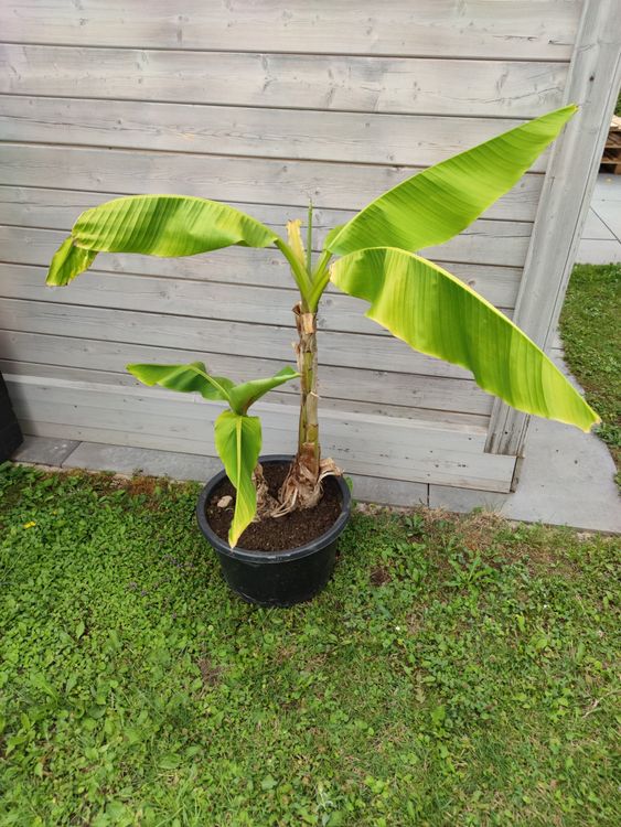 Bananenbaum Bananenstrauch | Kaufen auf Ricardo