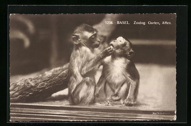 Basel, Zoologischer Garten, Kleine Affen | Kaufen auf Ricardo