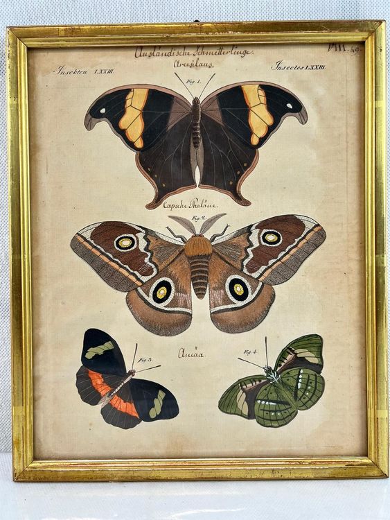 Handkolorierte Schmetterling Stich (Neu und originalverpackt) in Neuhausen am Rheinfall für CHF ...