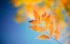 Windows 10/11 Pro + Office 2021 (Word, Excel, Powerpoint,..) (Neu ...