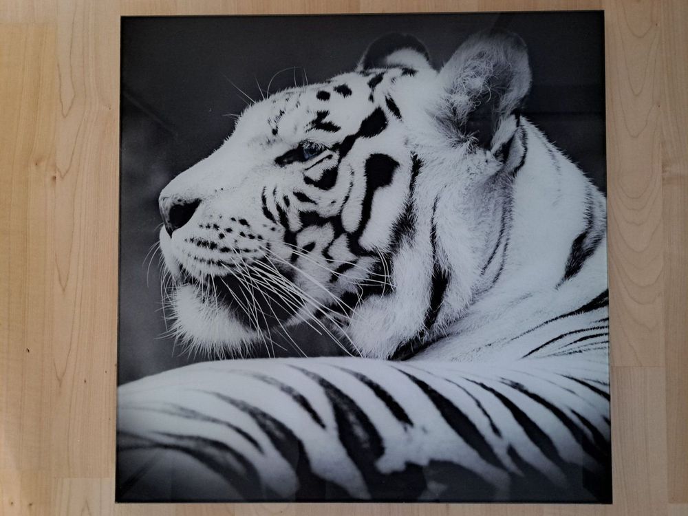 Bild: Weisser Tiger (Decoglas, 50x50cm) (Neu und originalverpackt) in Schwyz für CHF 27 – nur ...