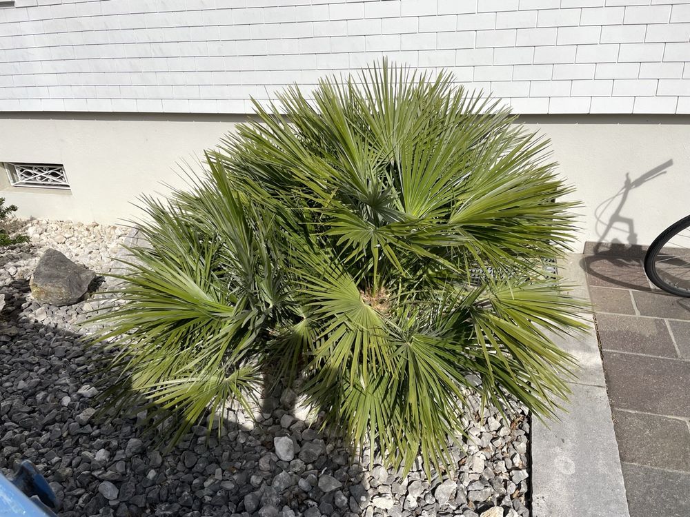 Palme (Gebraucht) in Olten für CHF 43 – nur Abholung auf Ricardo kaufen