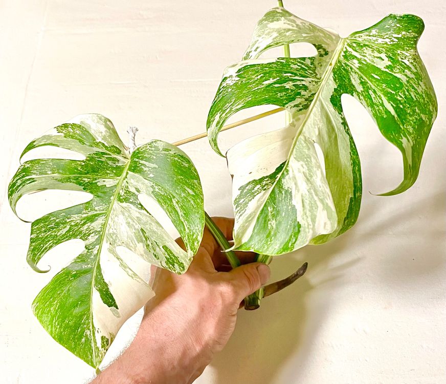 Monstera Albo Variegata, high marble white, 2 Leafs rooted (Gebraucht ...