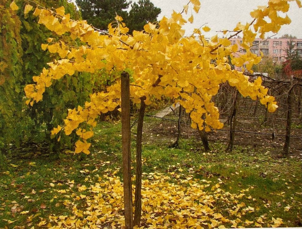 Schöner, lichter Ginkgo-Baum, 25-jährig | Kaufen auf Ricardo