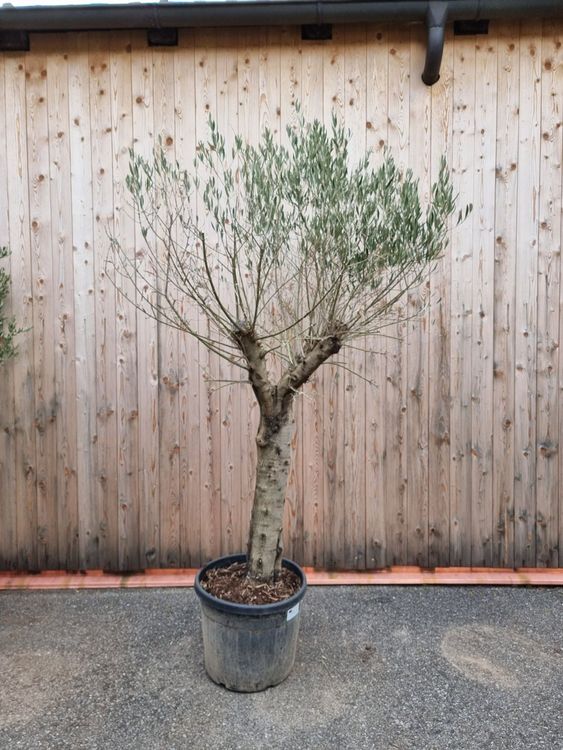 Olivenbaum winterhart | Kaufen auf Ricardo
