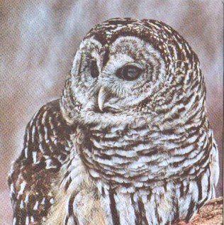 2 Servietten grosse Eule | Kaufen auf Ricardo