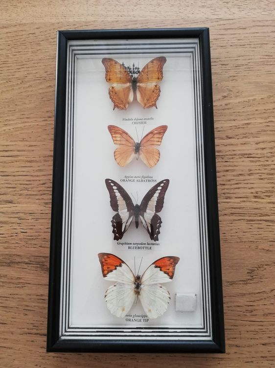 Echte Schmetterlinge hinter Glas | Kaufen auf Ricardo
