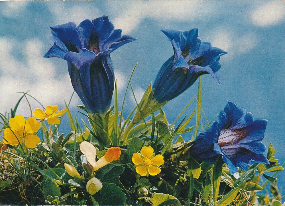 Enzian gel. 1969? Schweiz Schaffhausen nach Melbourne (Gebraucht) in ...