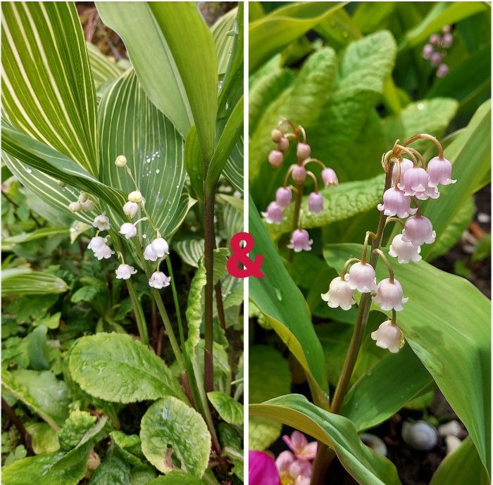 *RAR*MAIGLÖCKCHEN Gestreift "Albostriata" und Rosa "Rosea" (Neu (gemäss ...