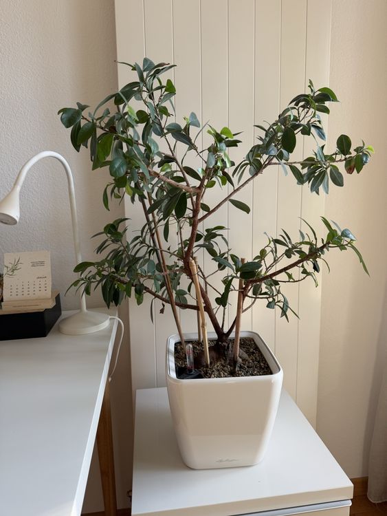 Ficus Retusa inklusive Lechuza Topf (Gebraucht) in Basel für CHF 60 ...