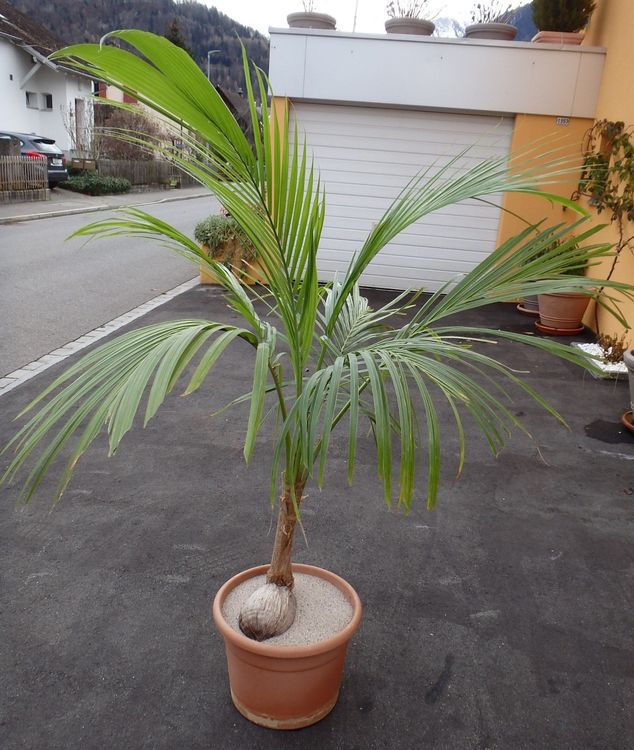 Kokospalme im Topf (Gebraucht) in Bad Ragaz für CHF 50 – nur Abholung auf Ricardo kaufen