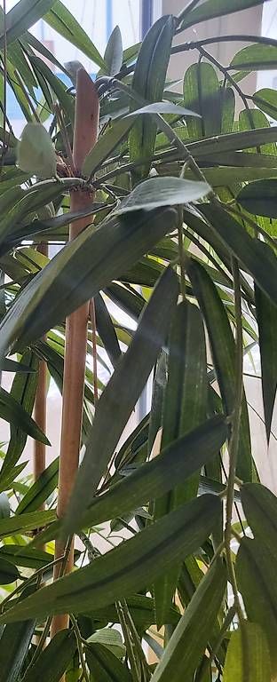 Plante fausse bambou env. 1m60 (D'occasion) à Granges-Paccot pour CHF ...